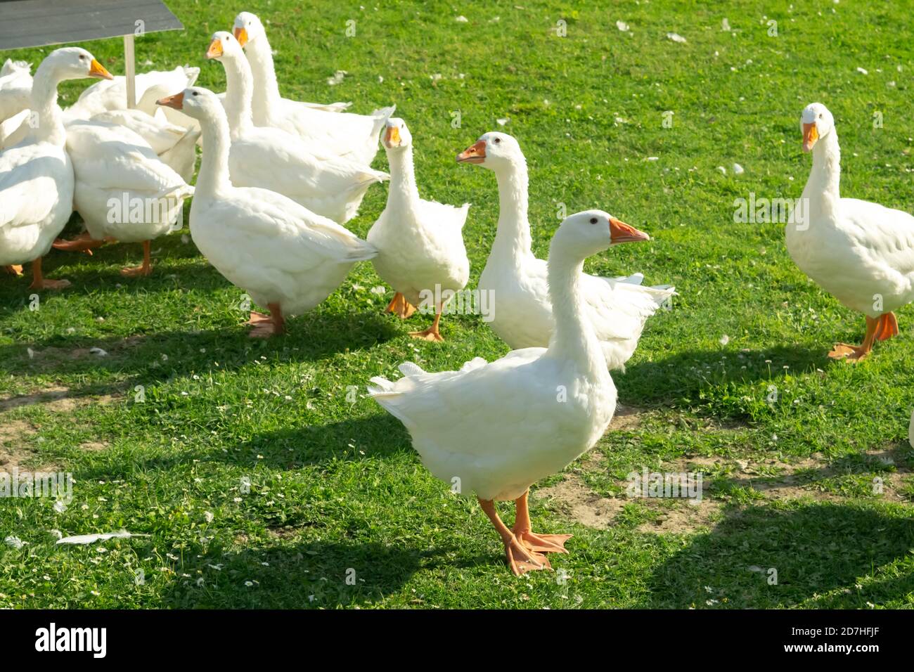 white goose flock on a farm Stock Photo - Alamy