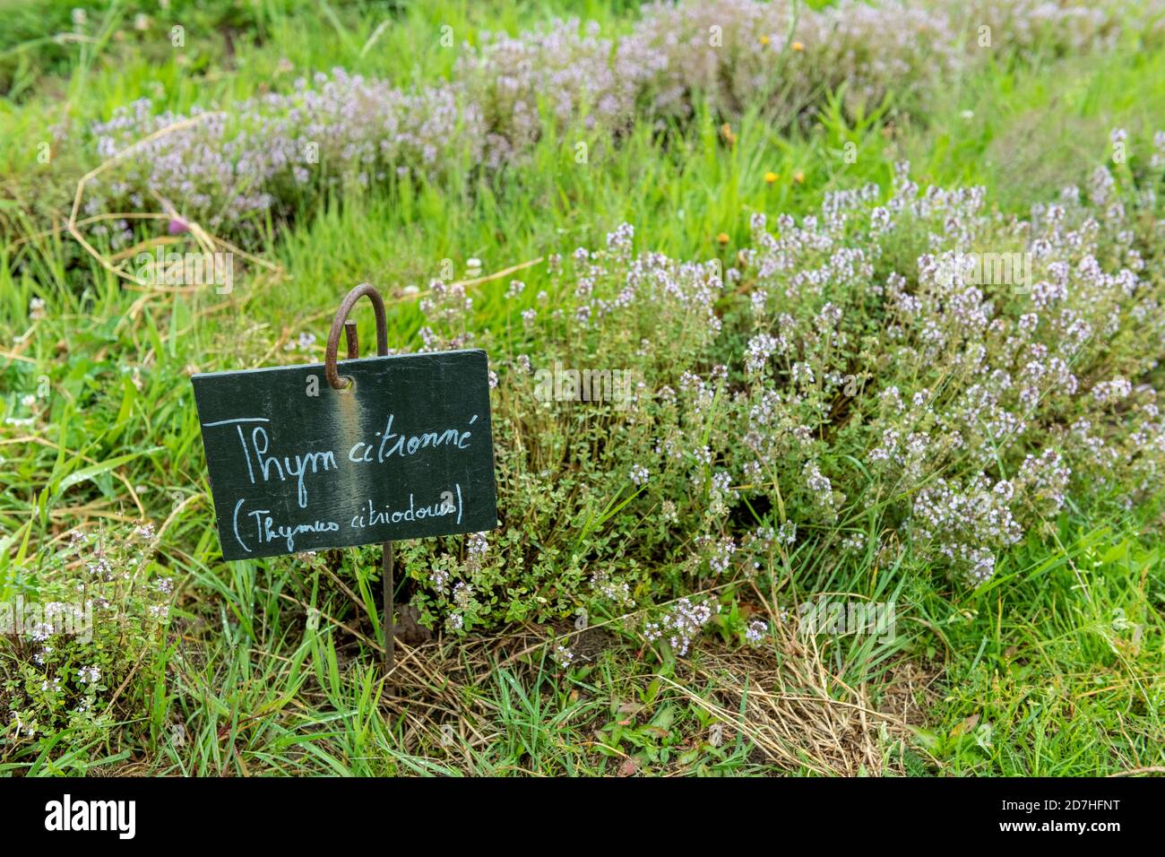 Lemon thyme (Thymus citriodorus) in a garden in summer, Vosges, France ...