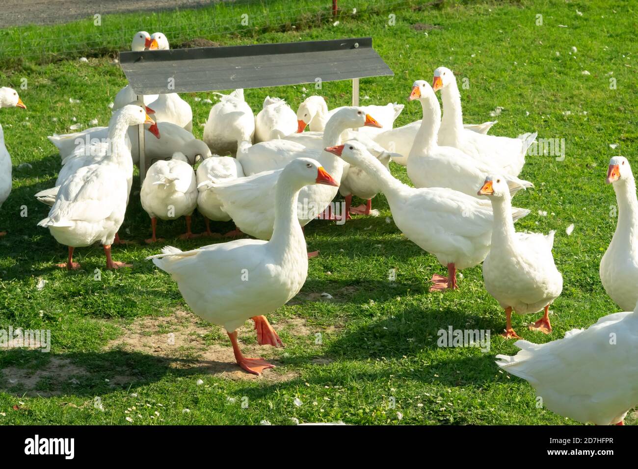white goose flock on a farm Stock Photo - Alamy