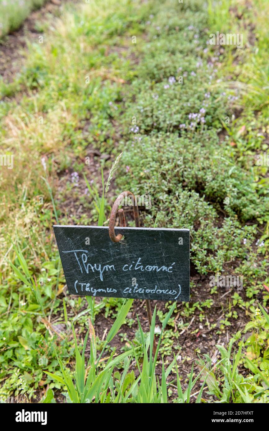 Lemon thyme (Thymus citriodorus) in a garden in summer, Vosges, France ...