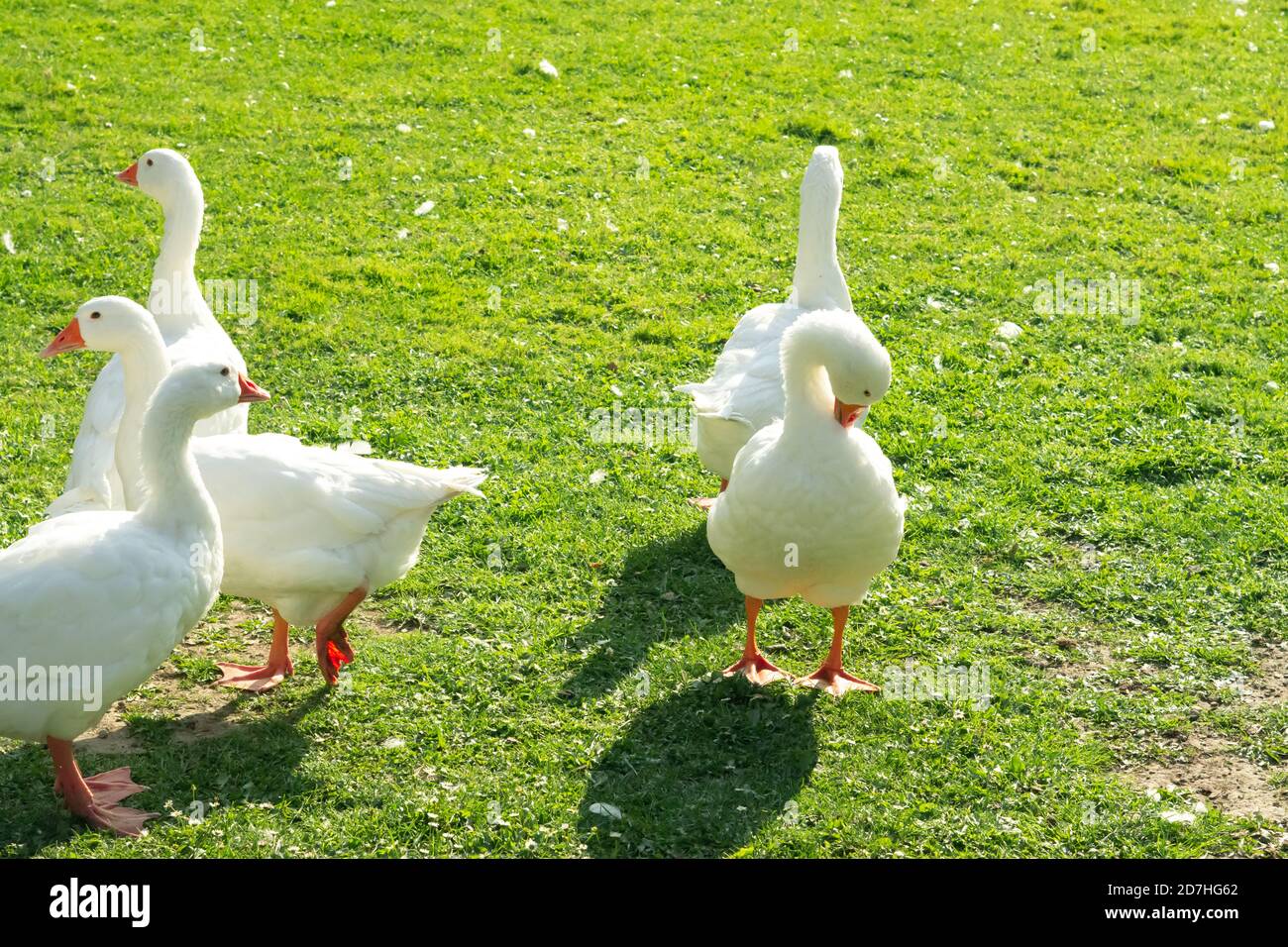 white goose flock on a farm Stock Photo - Alamy