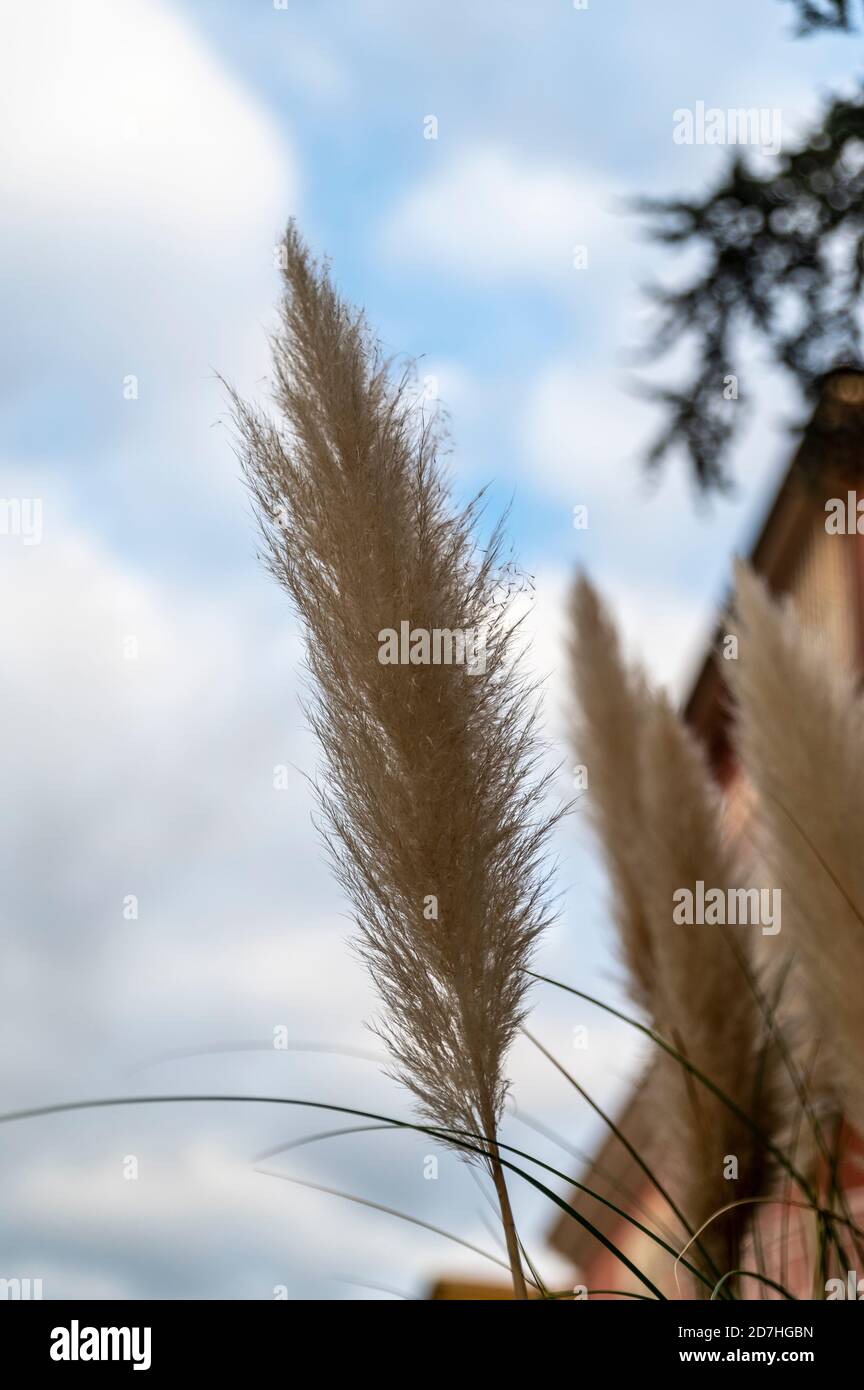 pampas plant with its feathers placed in the city on a flowerbed Stock ...