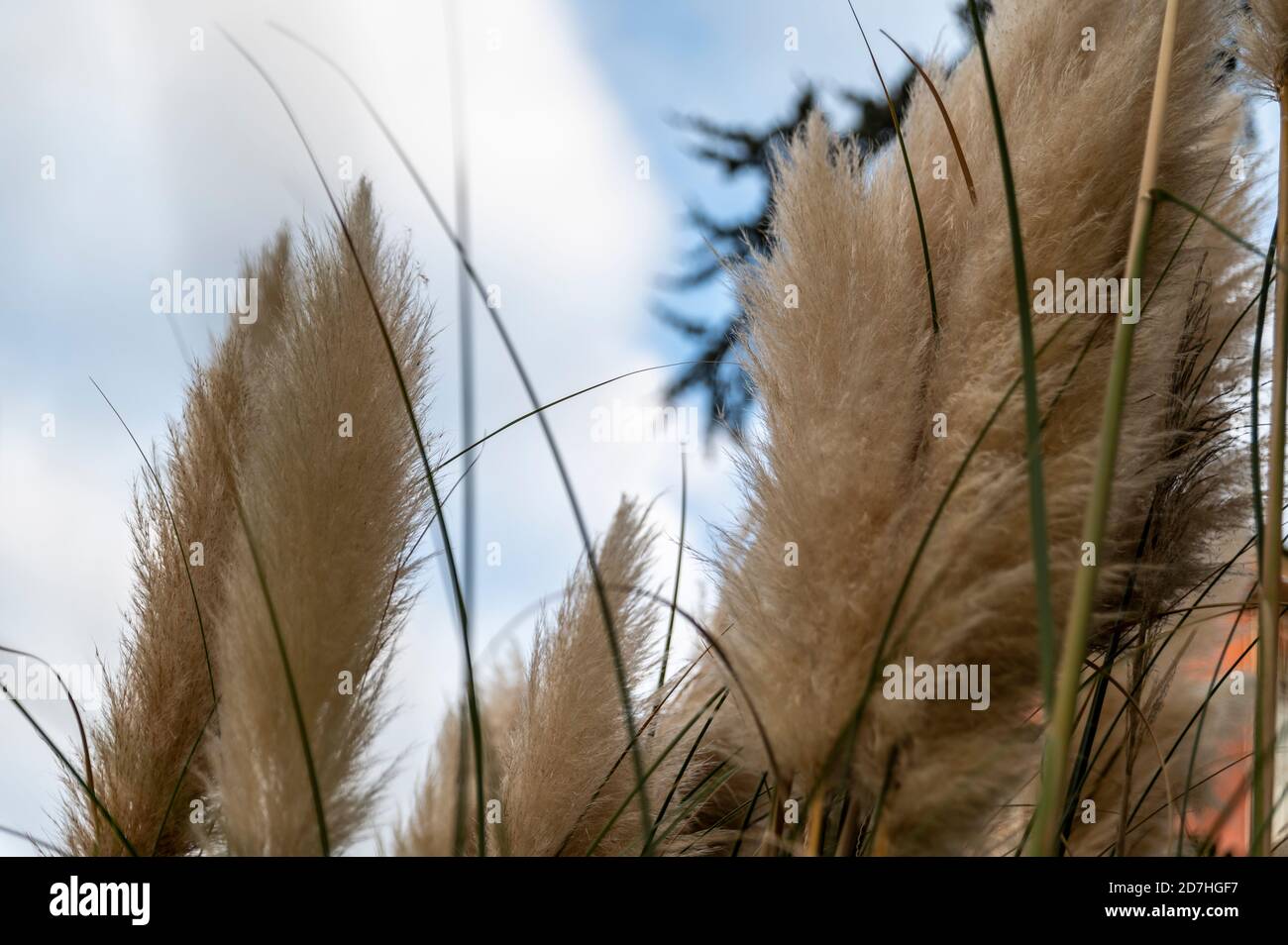 pampas plant with its feathers placed in the city on a flowerbed Stock ...
