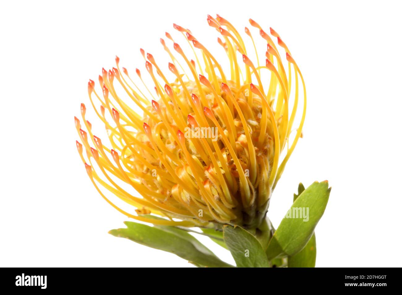Single open protea flower against a white background Stock Photo - Alamy