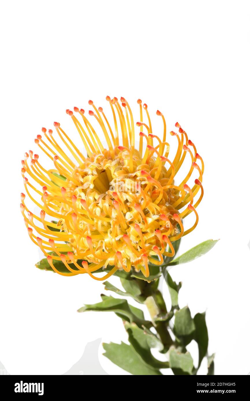 Single open protea flower against a white background Stock Photo - Alamy