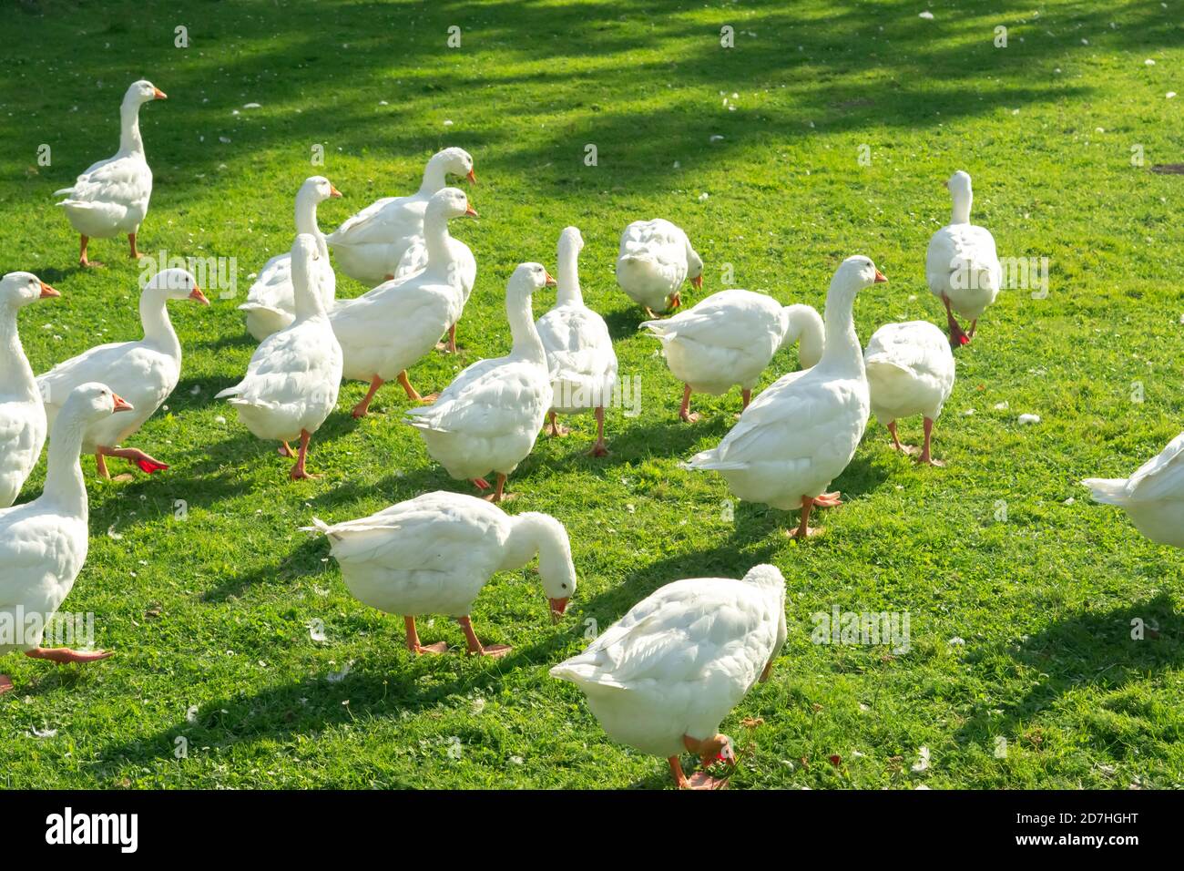 white goose flock on a farm Stock Photo - Alamy