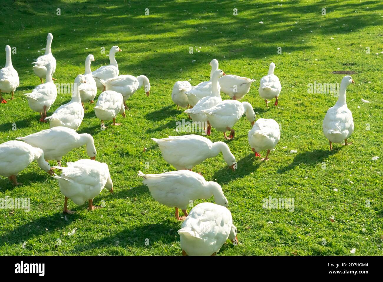 Farm Goose High Resolution Stock Photography and Images - Alamy
