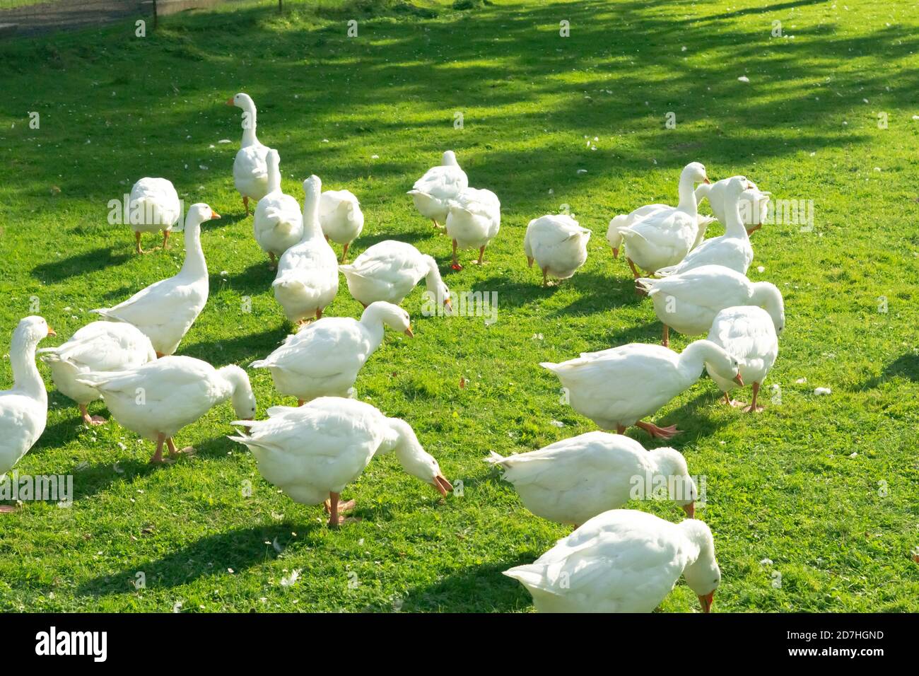 white goose flock on a farm Stock Photo - Alamy