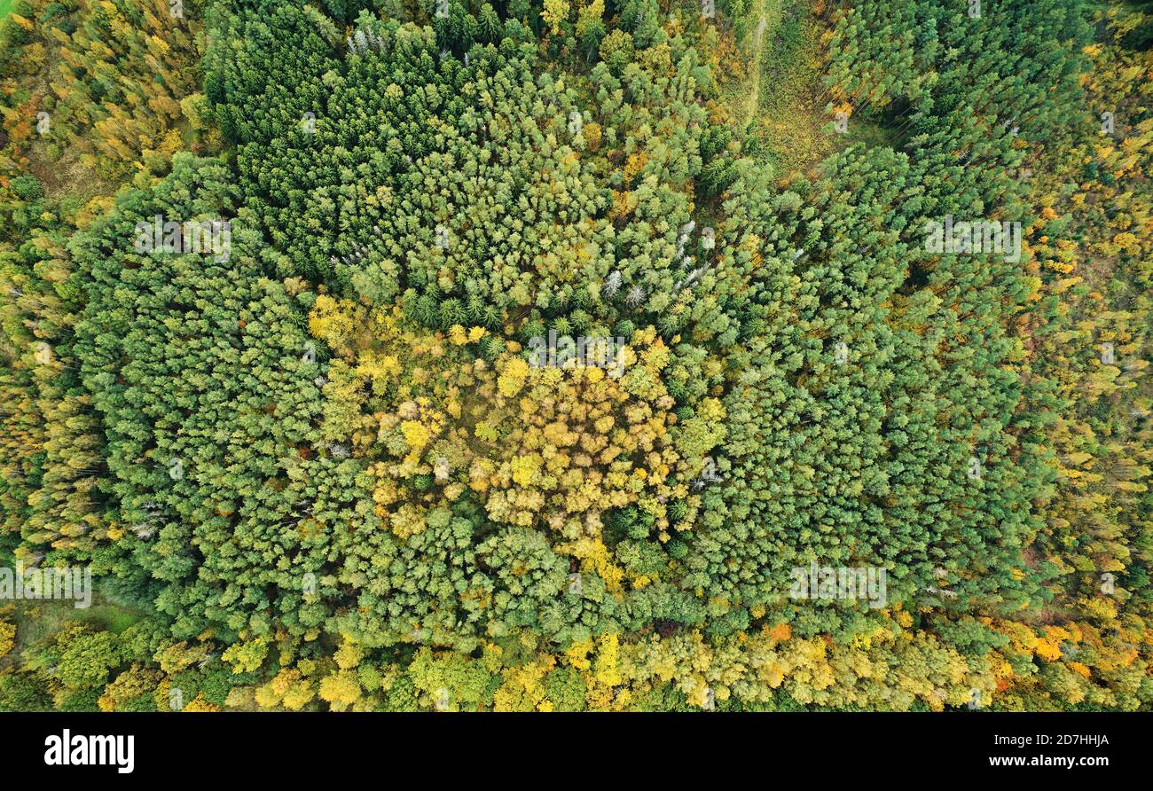 Top view red maple tree hi-res stock photography and images - Alamy