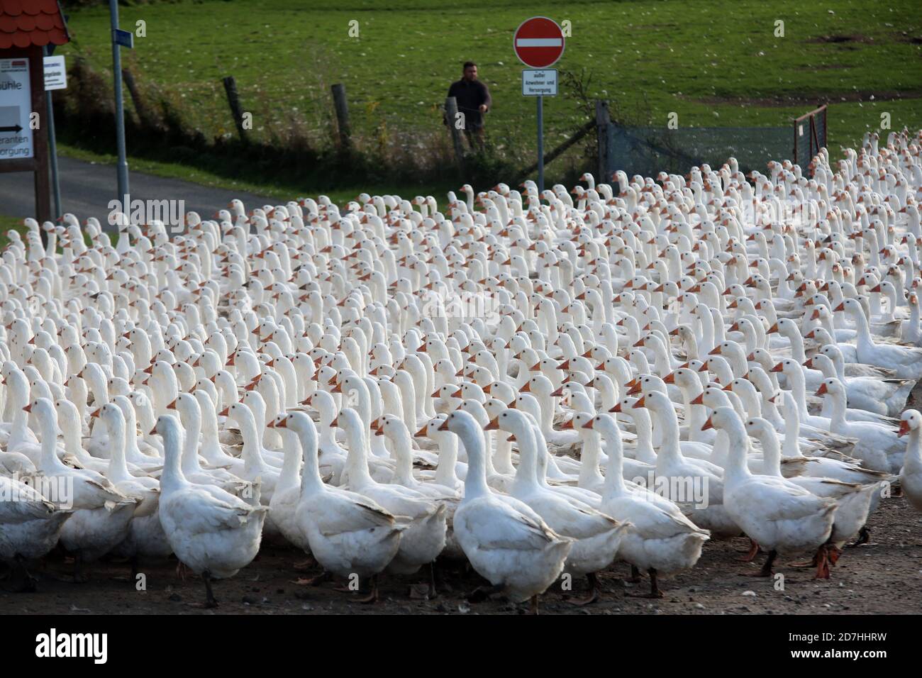 Veckenstedt, Germany. 22nd Oct, 2020. Geese are driven to their ...