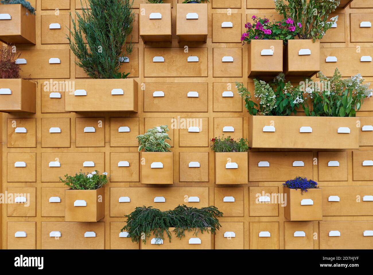 Plant cell wall hi-res stock photography and images - Alamy