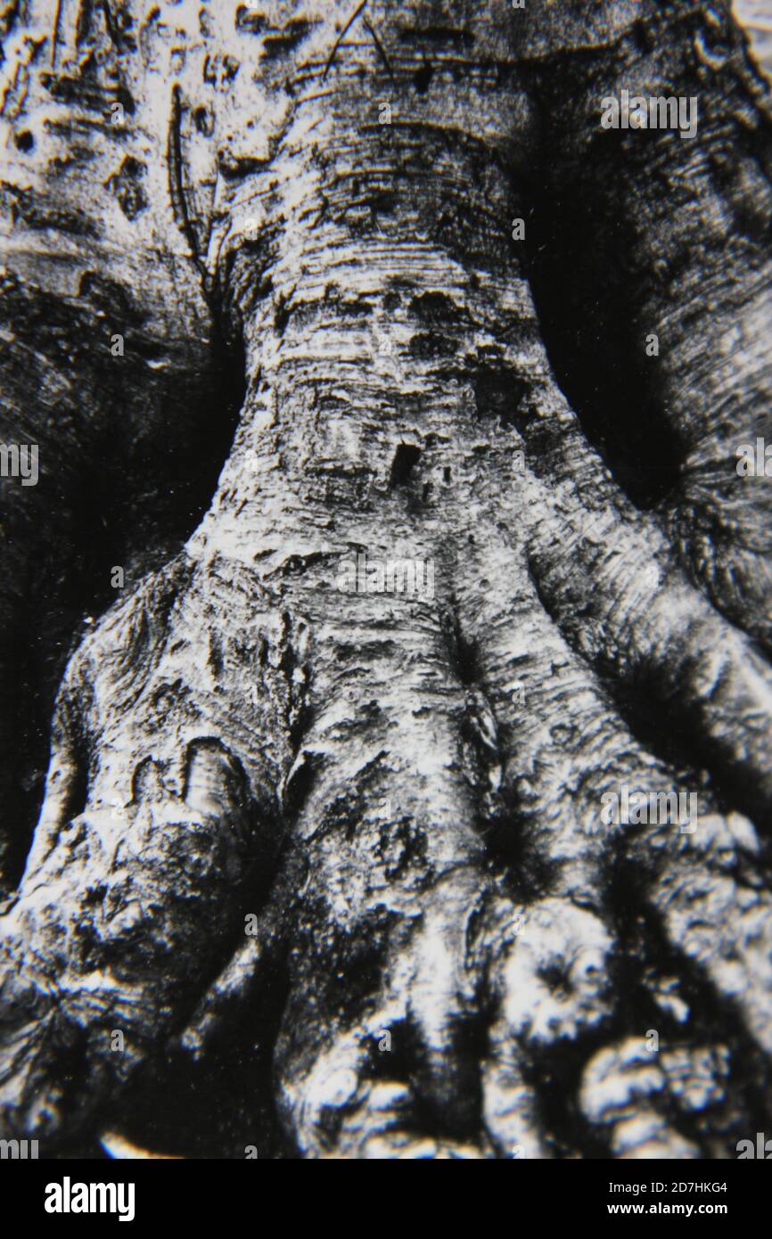 Fine 1970s vintage black and white photography of strong tree roots ...