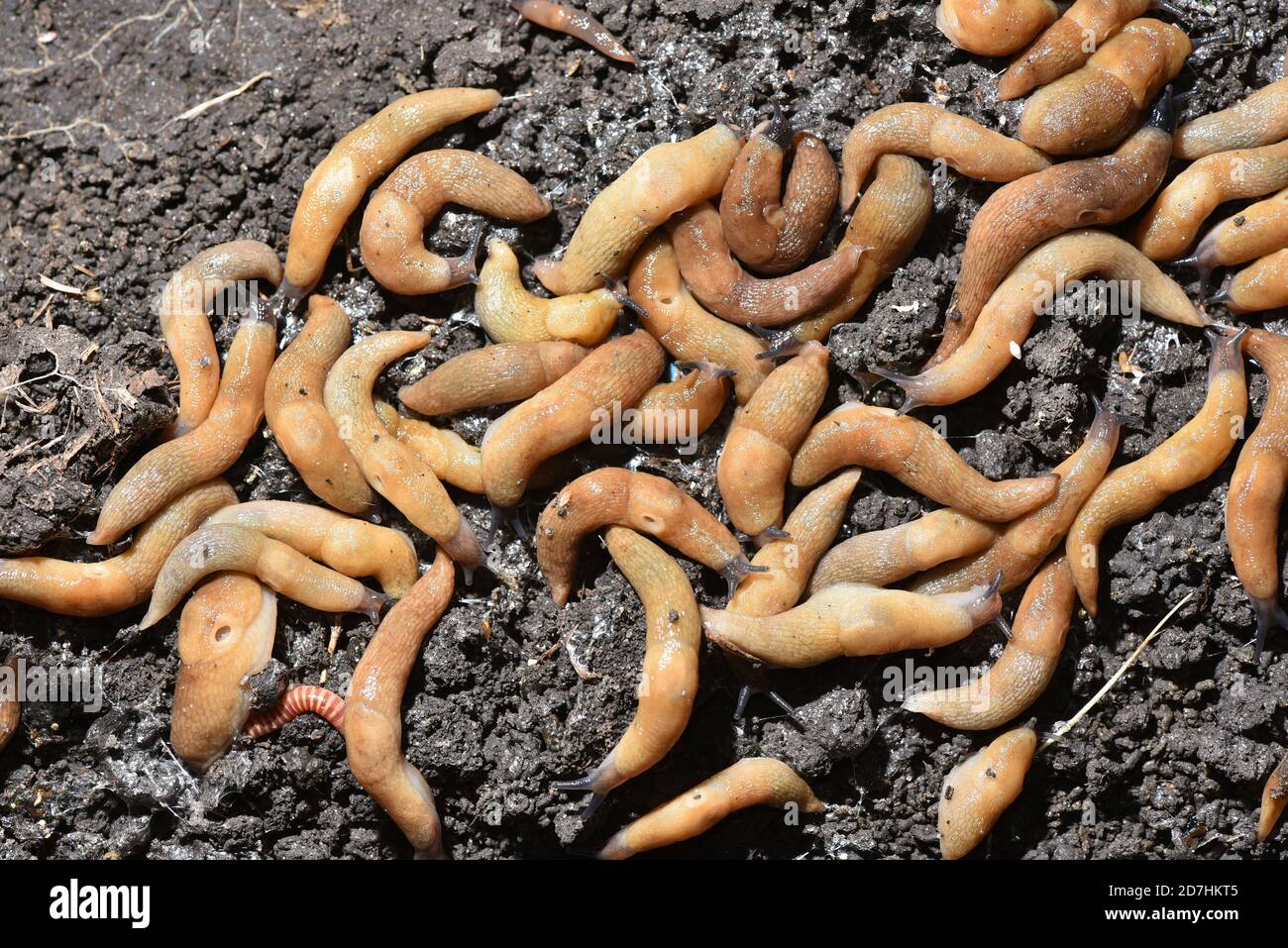 Slugs have united in a large group on the ground for wintering Stock ...
