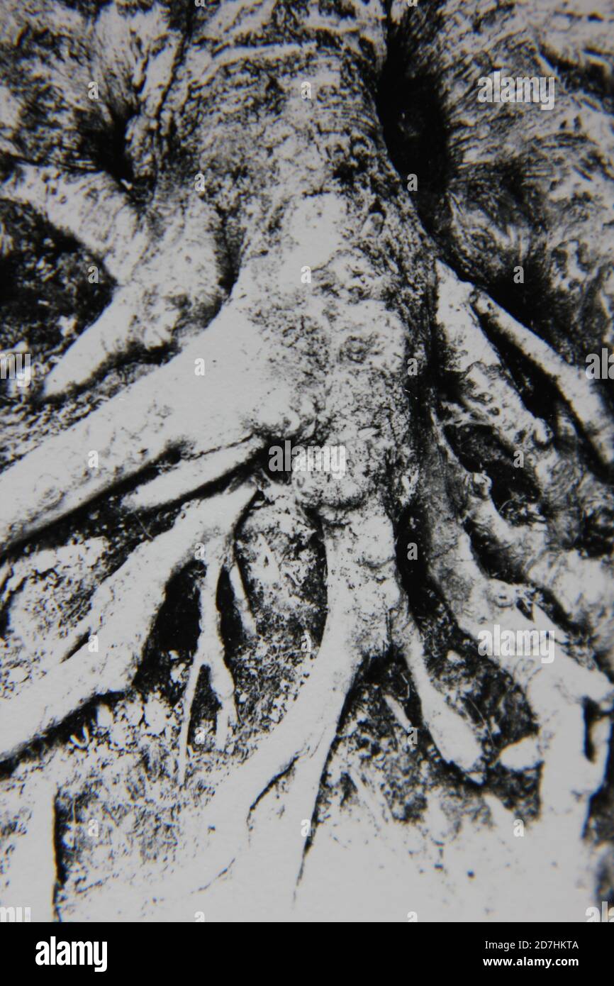 Fine 1970s vintage black and white photography of strong tree roots ...