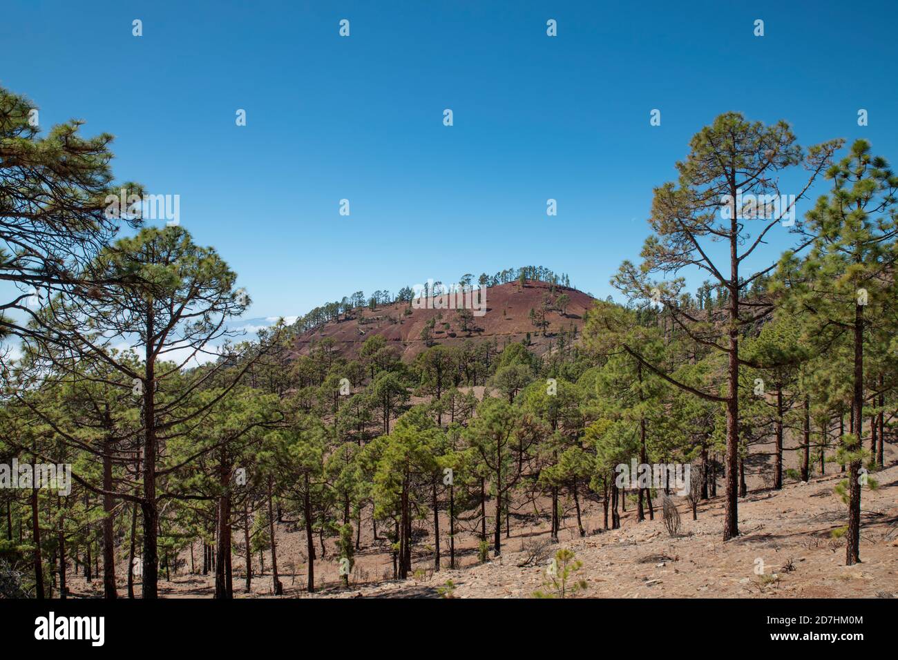 Hiking path through the Pinus Canariensis, the evergreen endemic pine ...