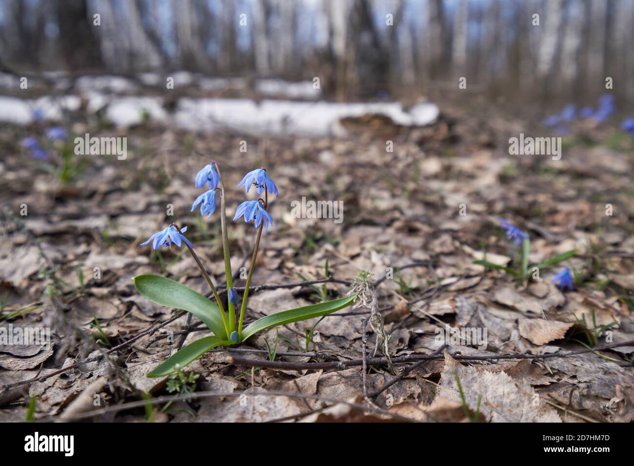Blue snowdrop hi-res stock photography and images - Alamy