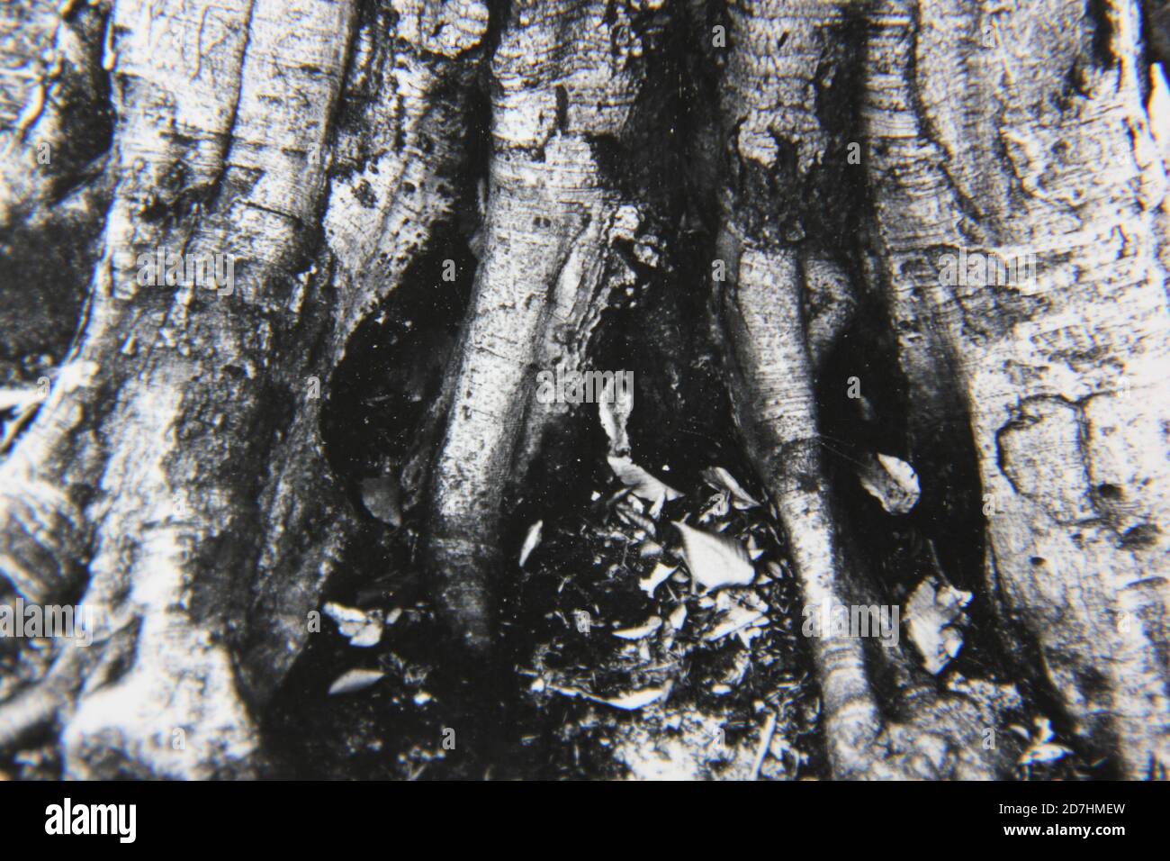 Fine 1970s vintage black and white photography of strong tree roots ...