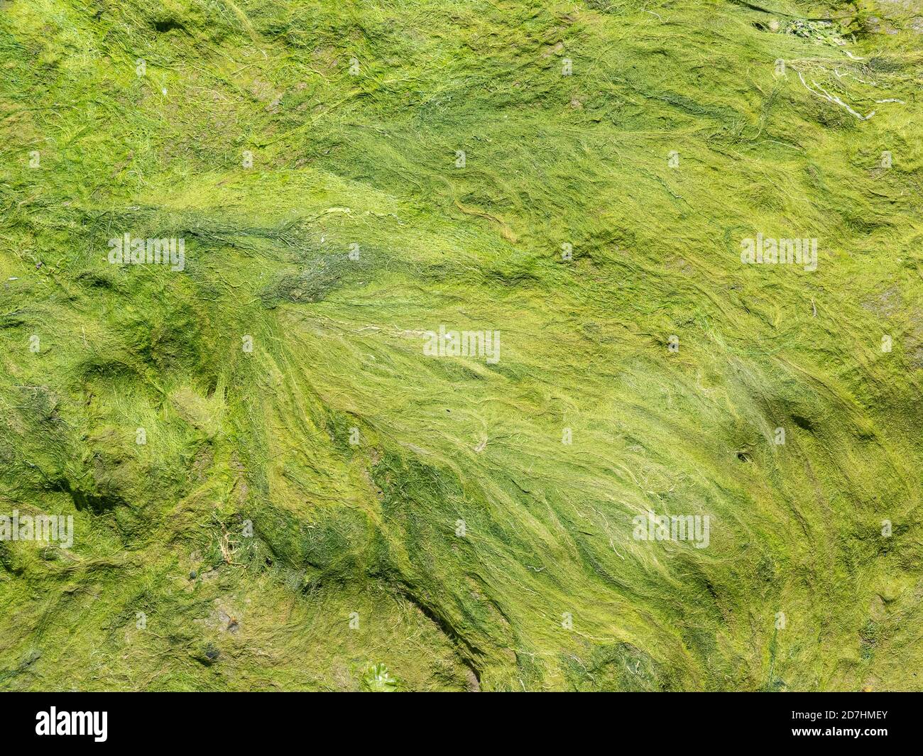 A pattern of lime green algae strands left behind by a tidal river ...