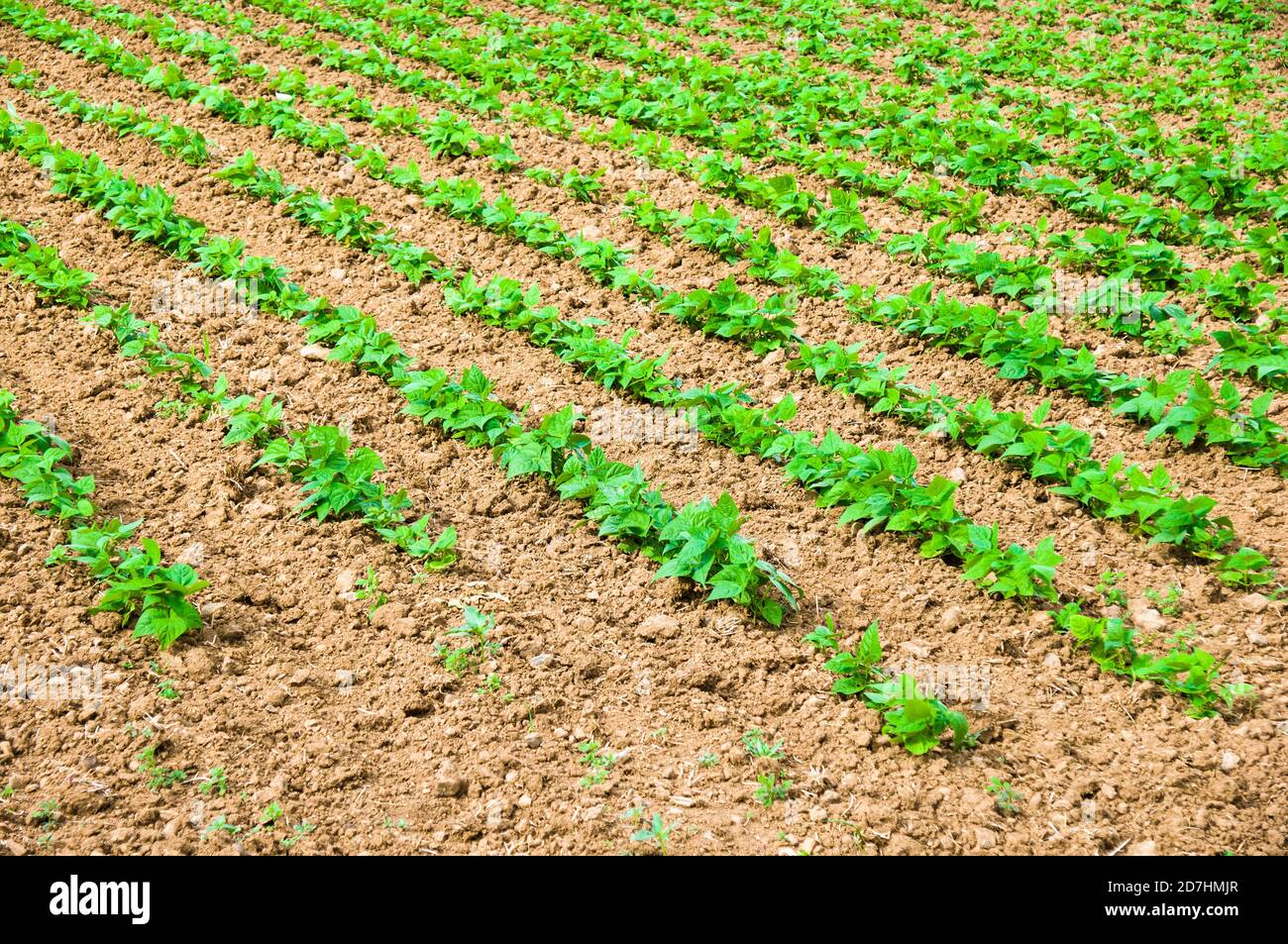 Field of green vegetable cultivations Stock Photo - Alamy
