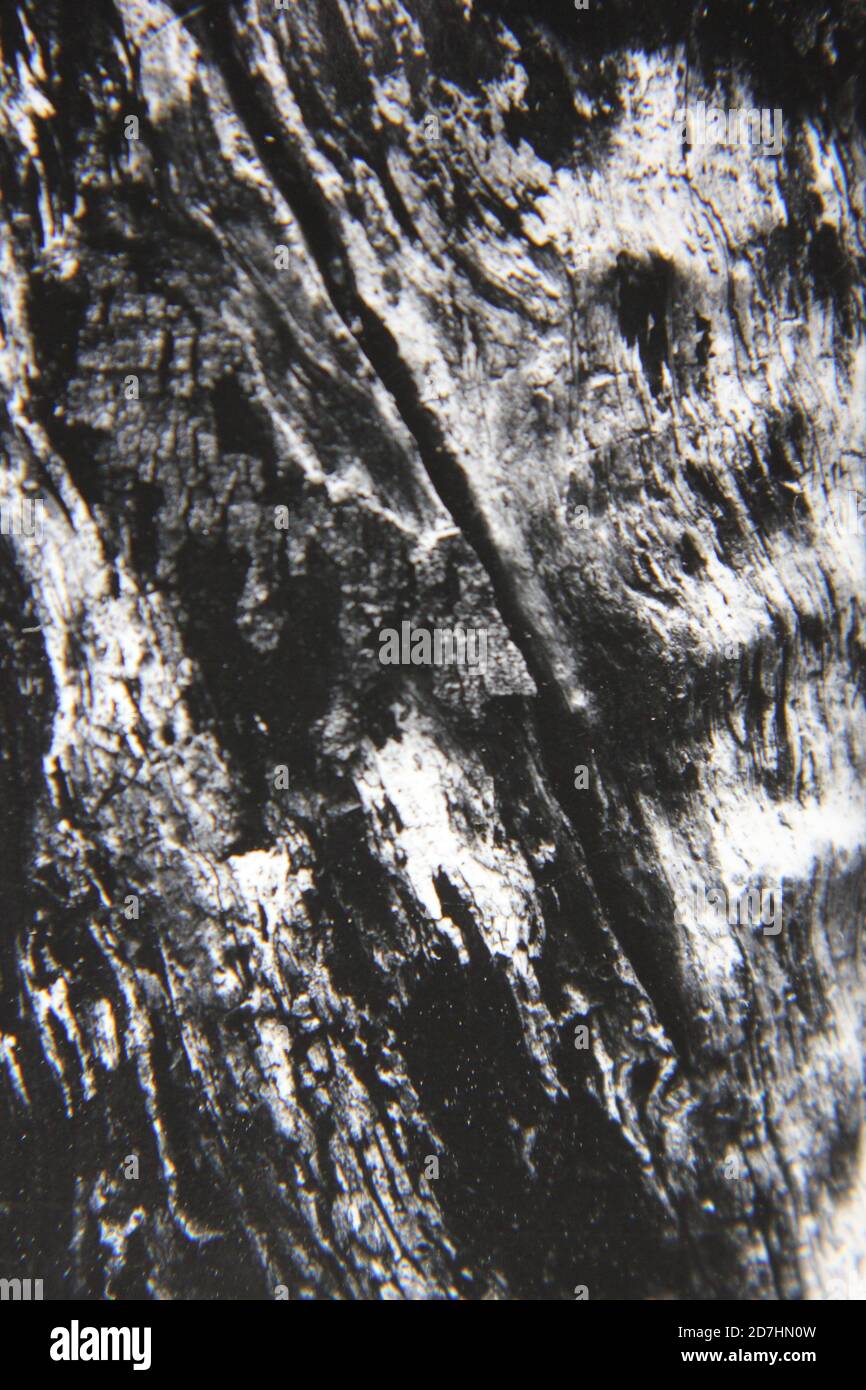 Fine 1970s vintage black and white photography of an old rugged tree ...