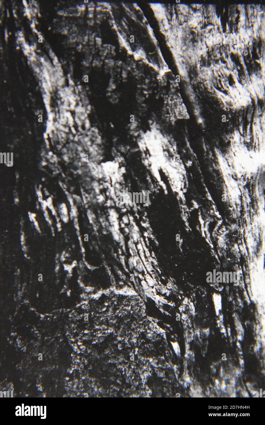Fine 1970s vintage black and white photography of an old rugged tree ...