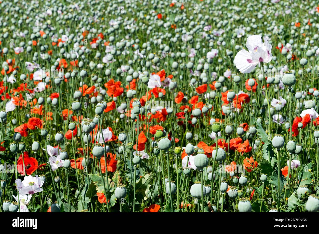 White poppy hi-res stock photography and images - Alamy