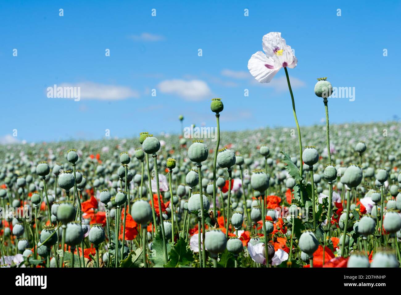 White poppy hi-res stock photography and images - Alamy