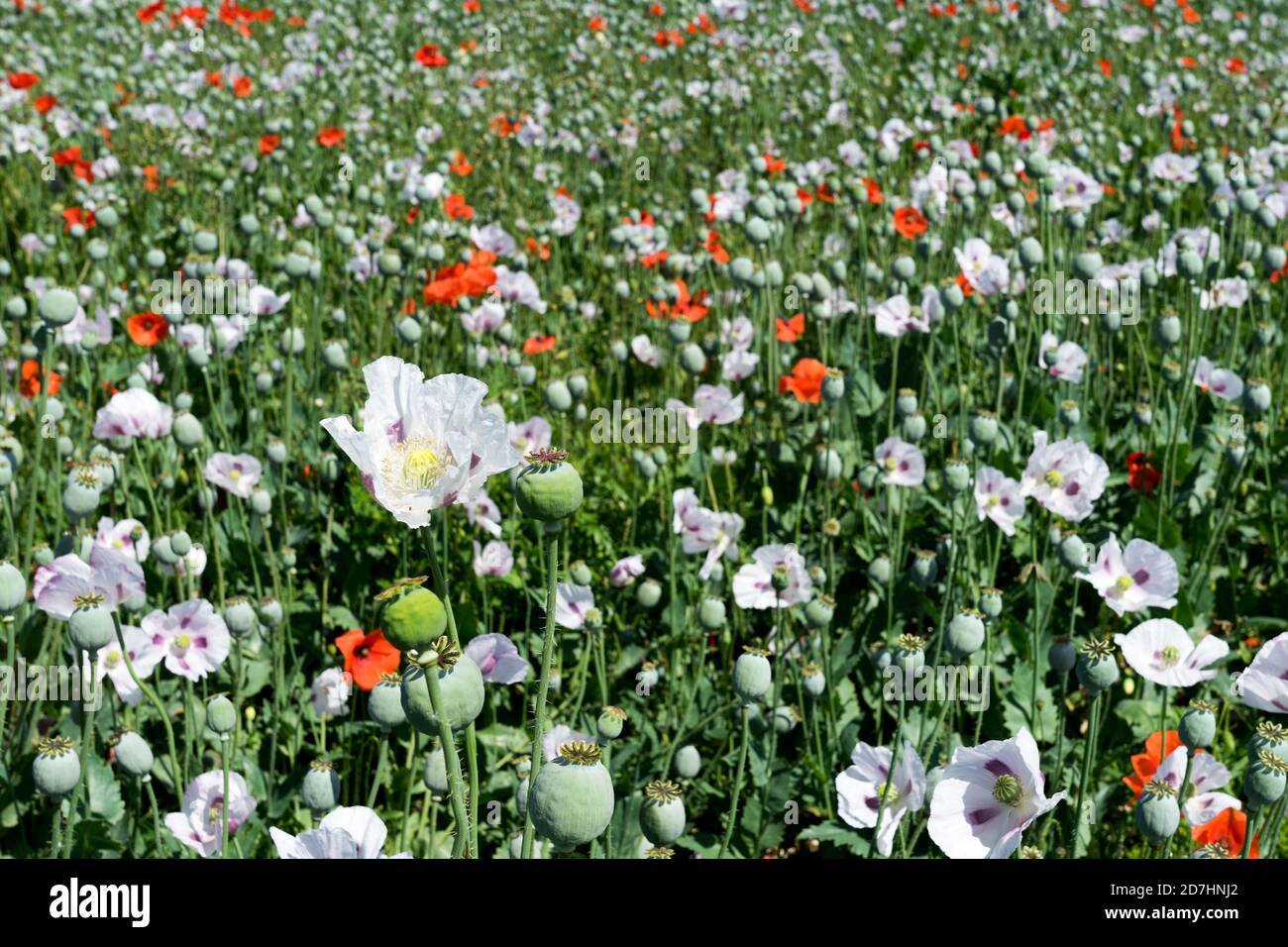White poppy hi-res stock photography and images - Alamy