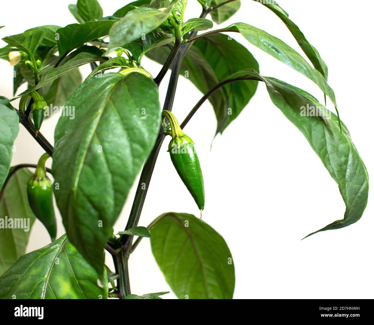 Bush pepper hi-res stock photography and images - Alamy