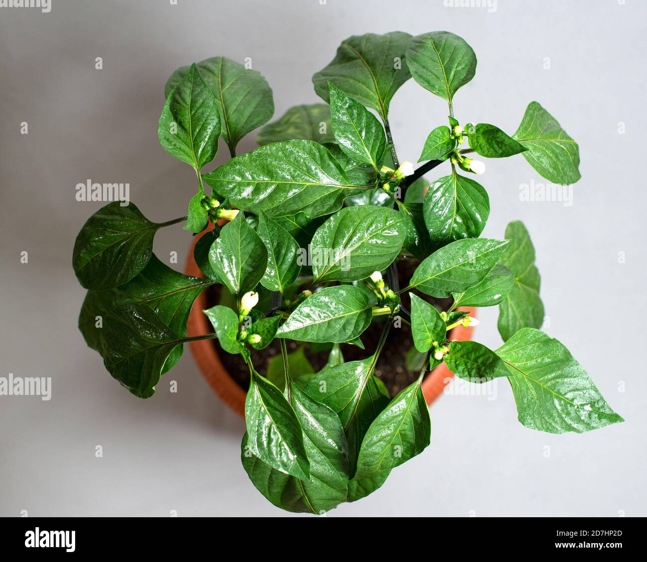green bush pepper in a flower pot on a light background in the house ...