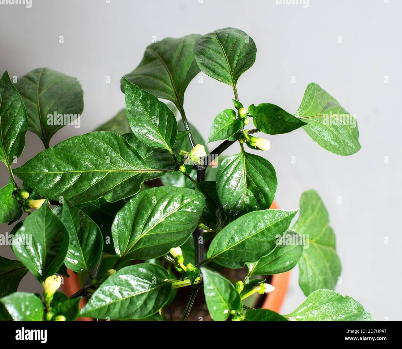 Tabasco pepper plant hi-res stock photography and images - Alamy