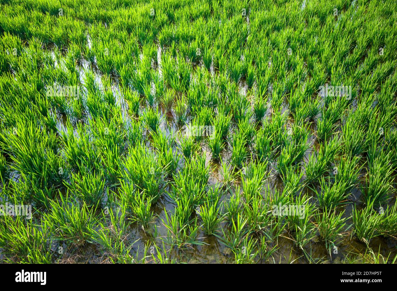 Field with green rice plantations Stock Photo - Alamy