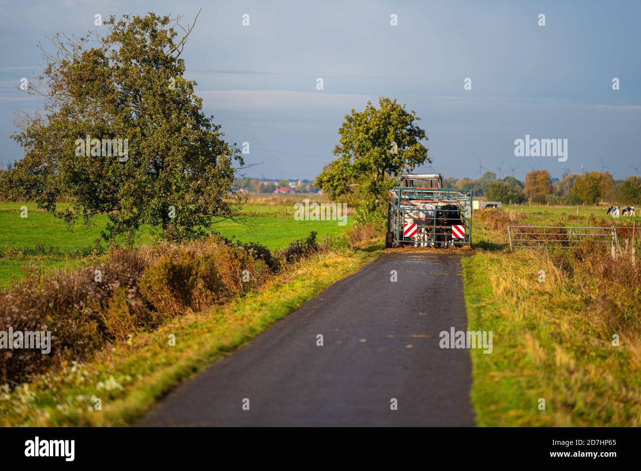 in the evening in the sunlight, tractors drive over hill and dale in ...