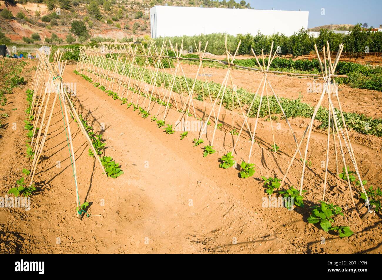 Vegetable cultivation in an agricultural field Stock Photo - Alamy