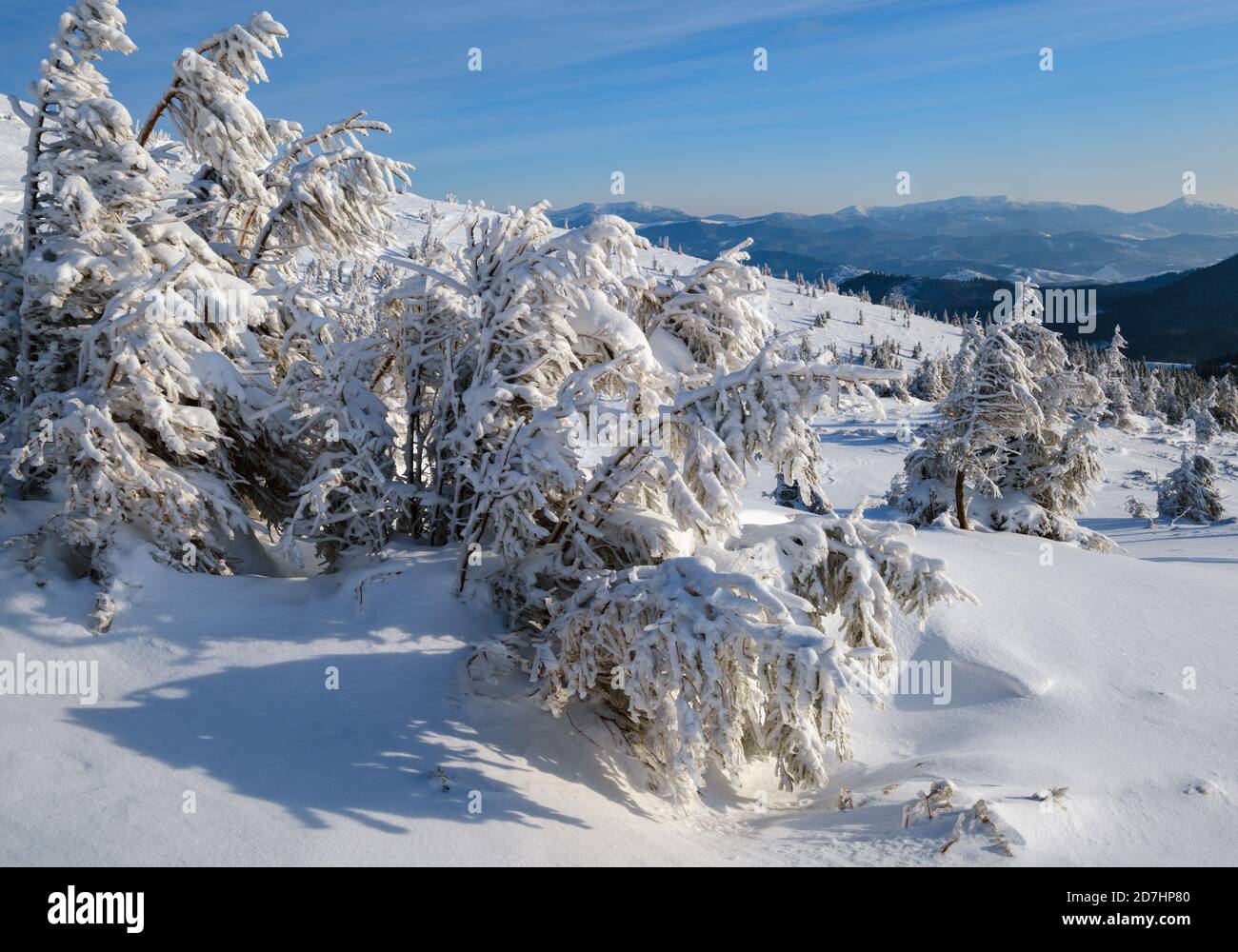 Morning winter calm mountain landscape with beautiful frosting trees ...