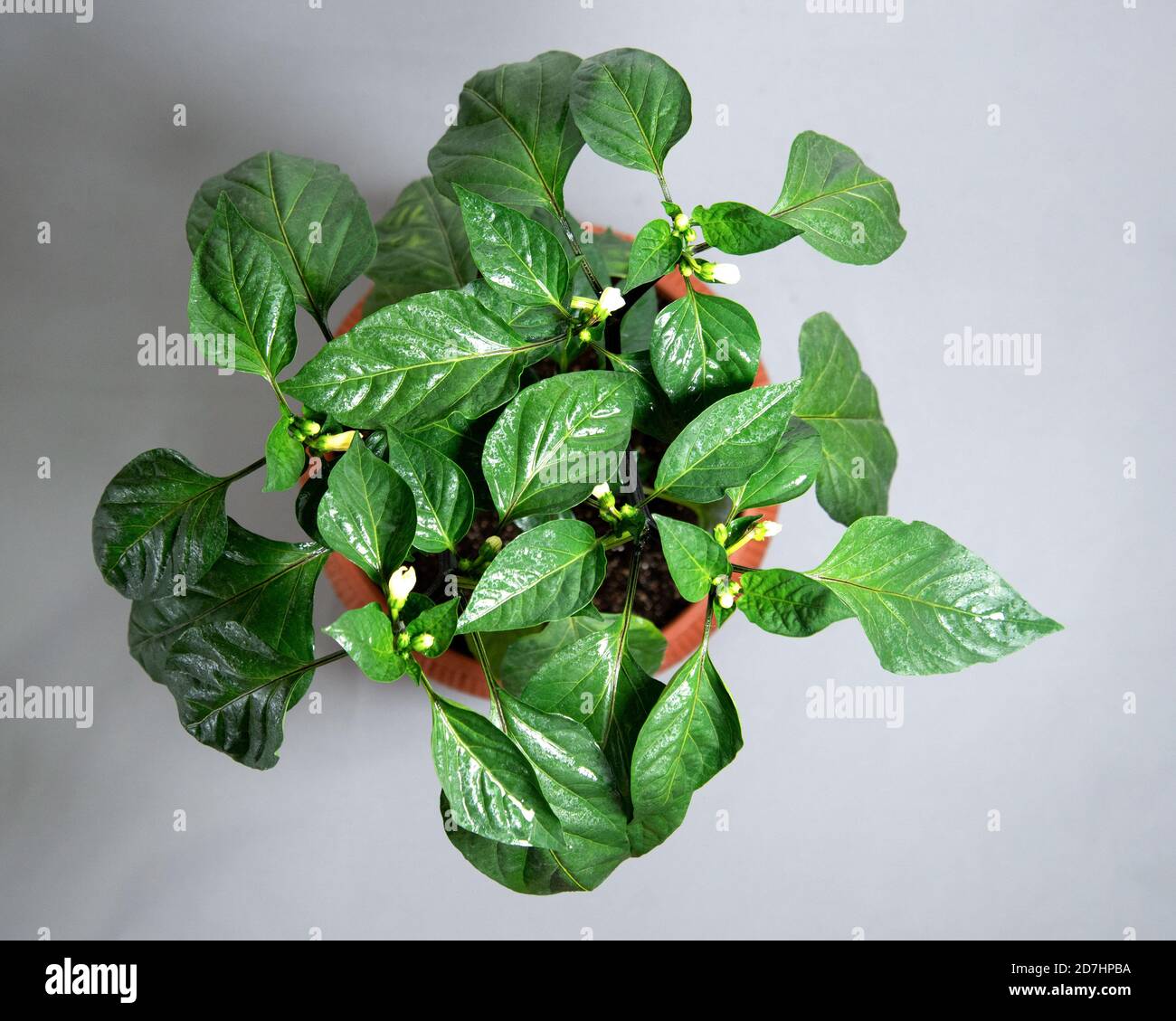 Tabasco pepper plant hi-res stock photography and images - Alamy