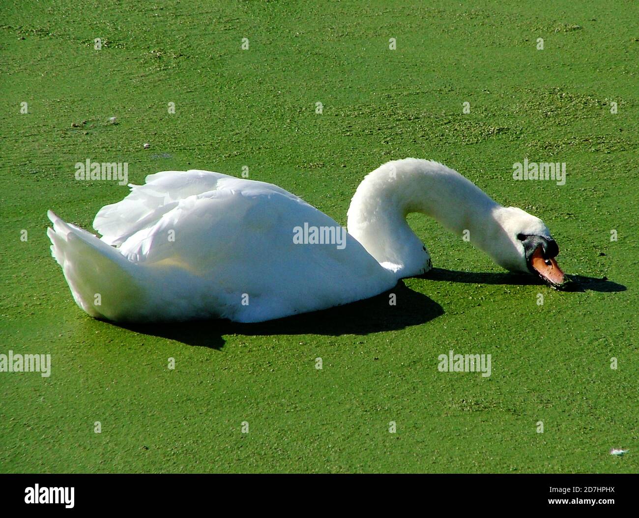 World heaviest flying bird hi-res stock photography and images - Alamy