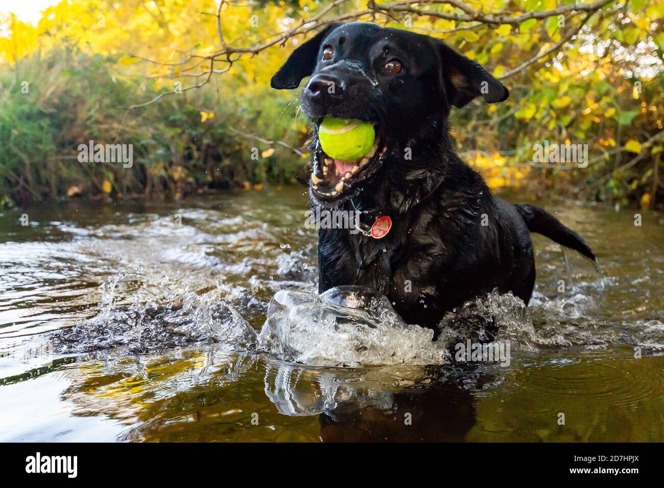 Black Labrador dog with a ball in it's mouth running and splashing ...