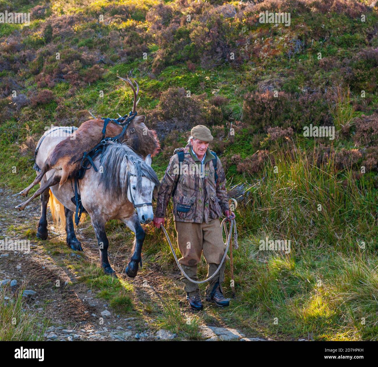Working pony hi-res stock photography and images - Alamy