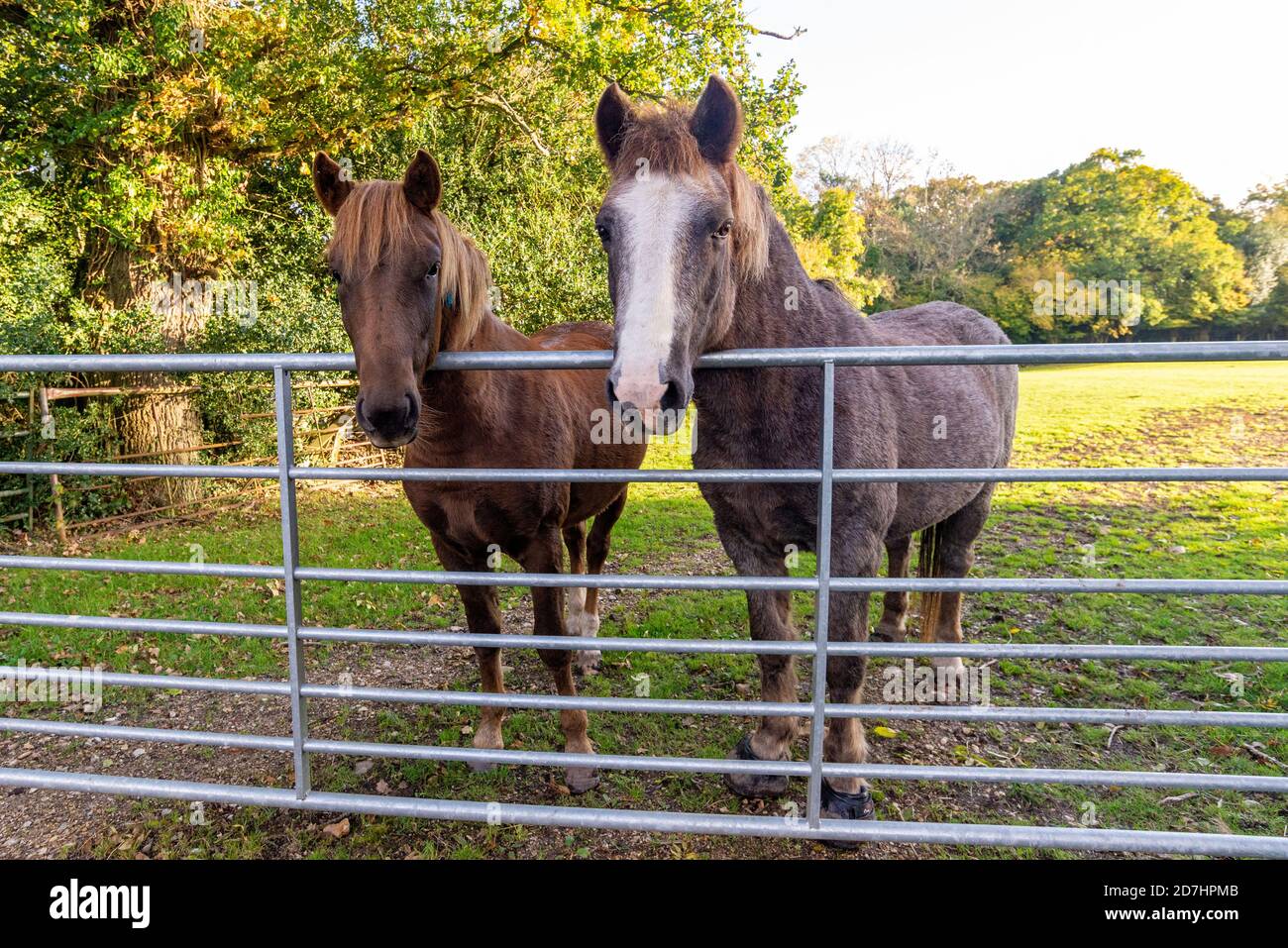 Metal horses hi-res stock photography and images - Alamy
