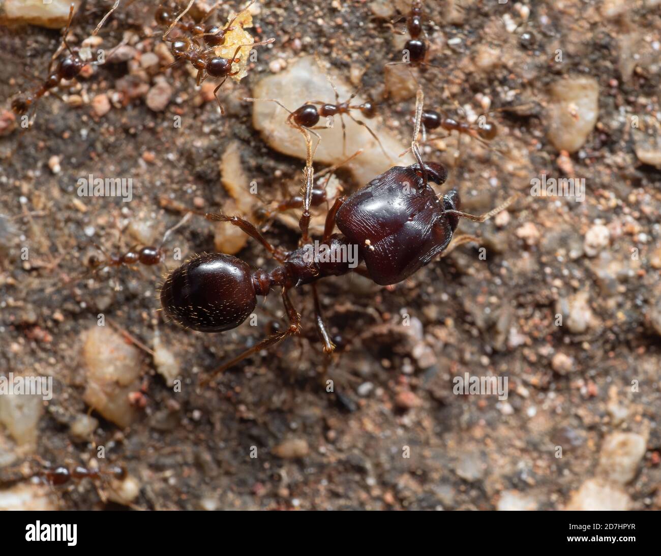Macro Photography of Soldier Big Headed Ant with Group of Worker Ants ...