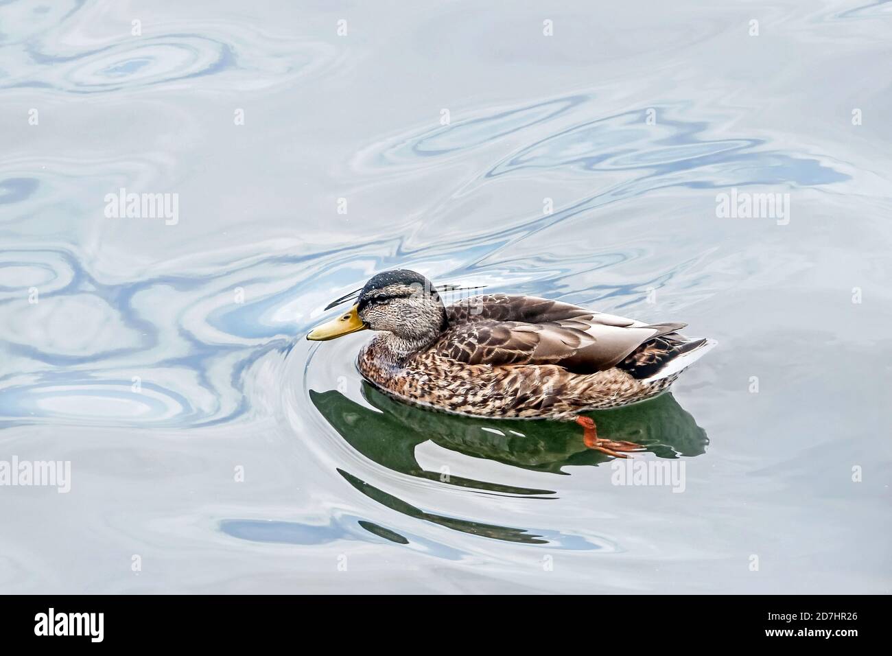 a wild green head duck floating in water Stock Photo - Alamy