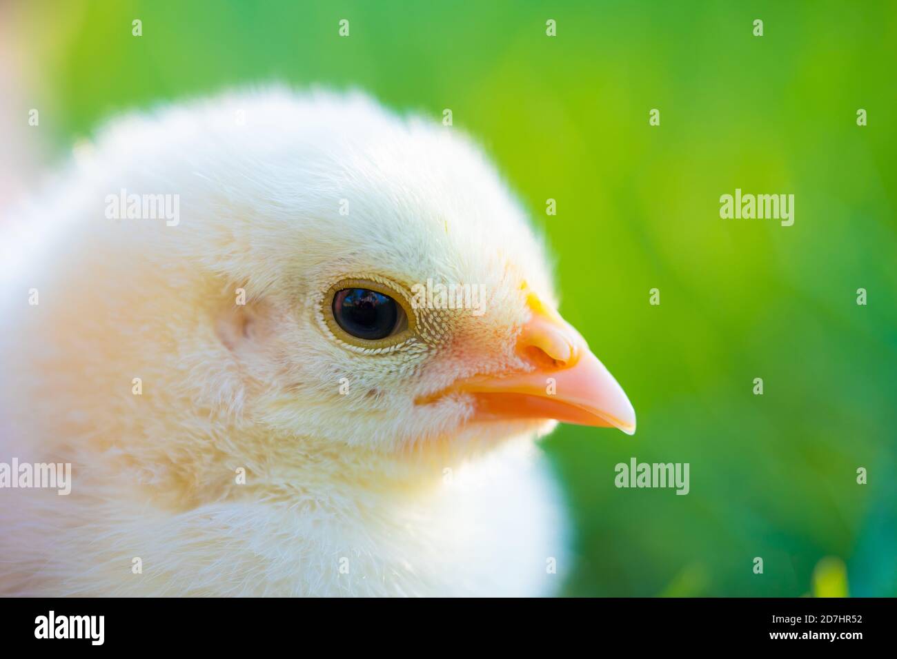Close up newborn poultry yellow chicken beak on green grass field ...