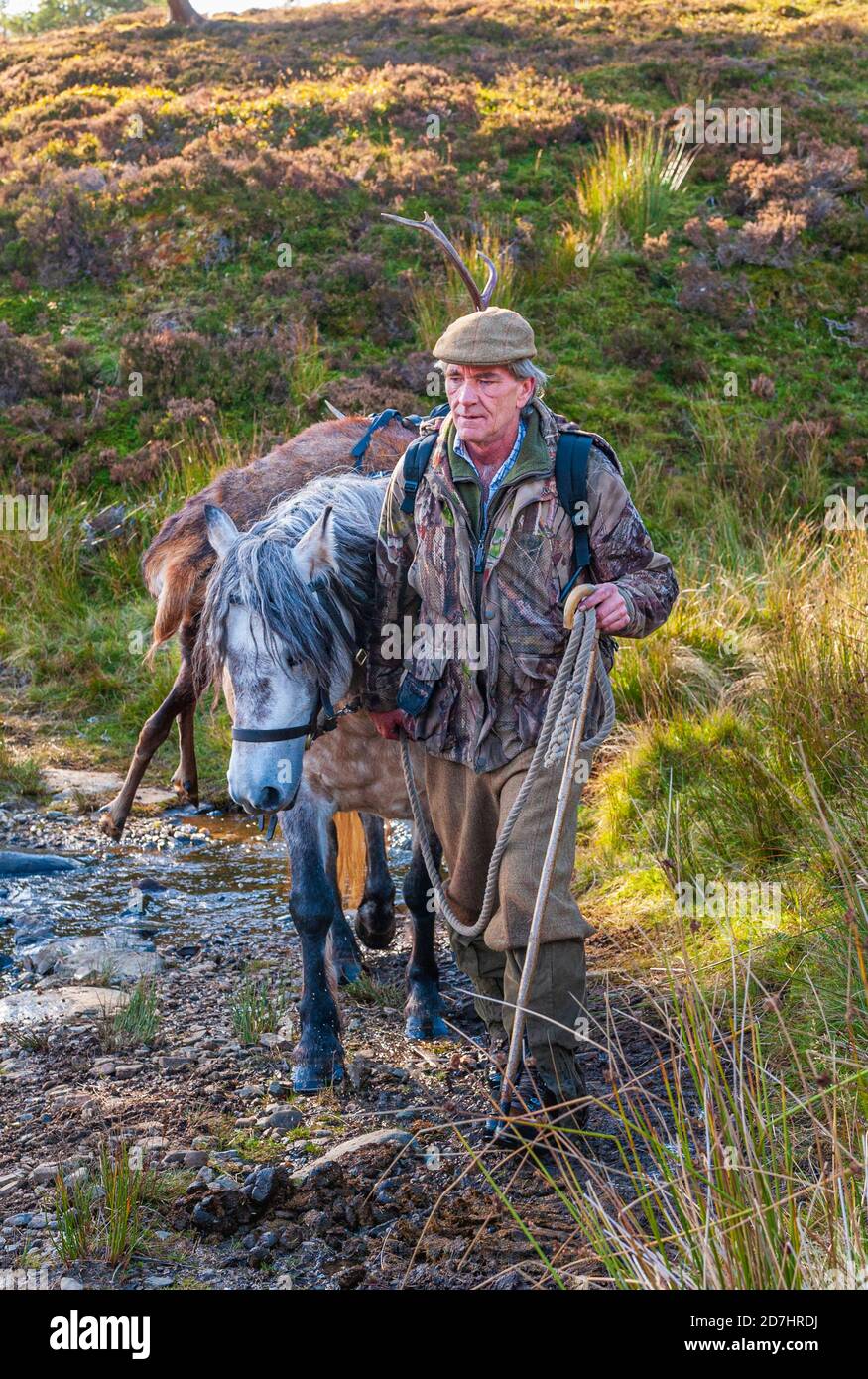 Working pony hi-res stock photography and images - Alamy