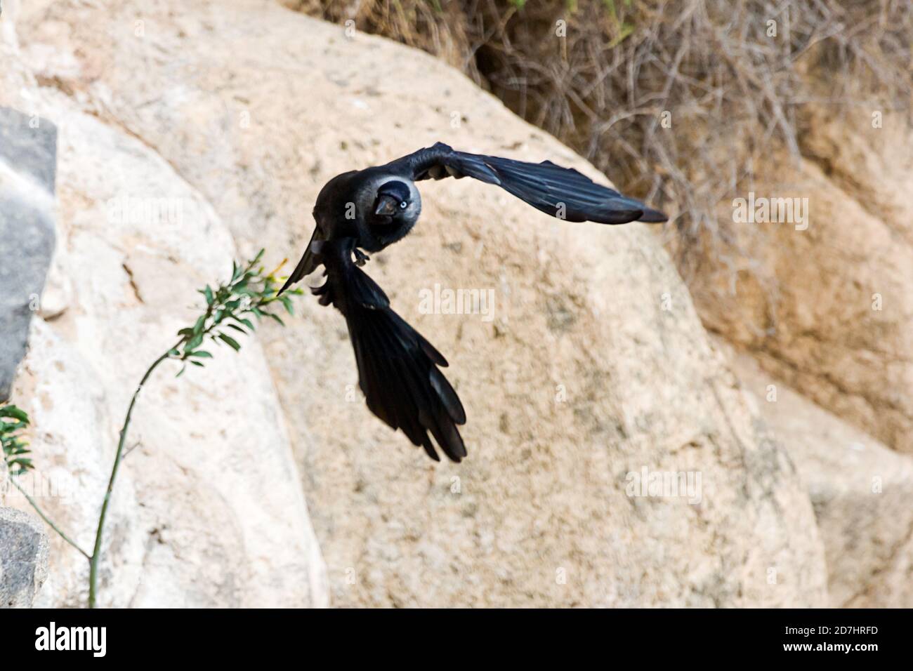 Black crow flying on rock background Stock Photo - Alamy