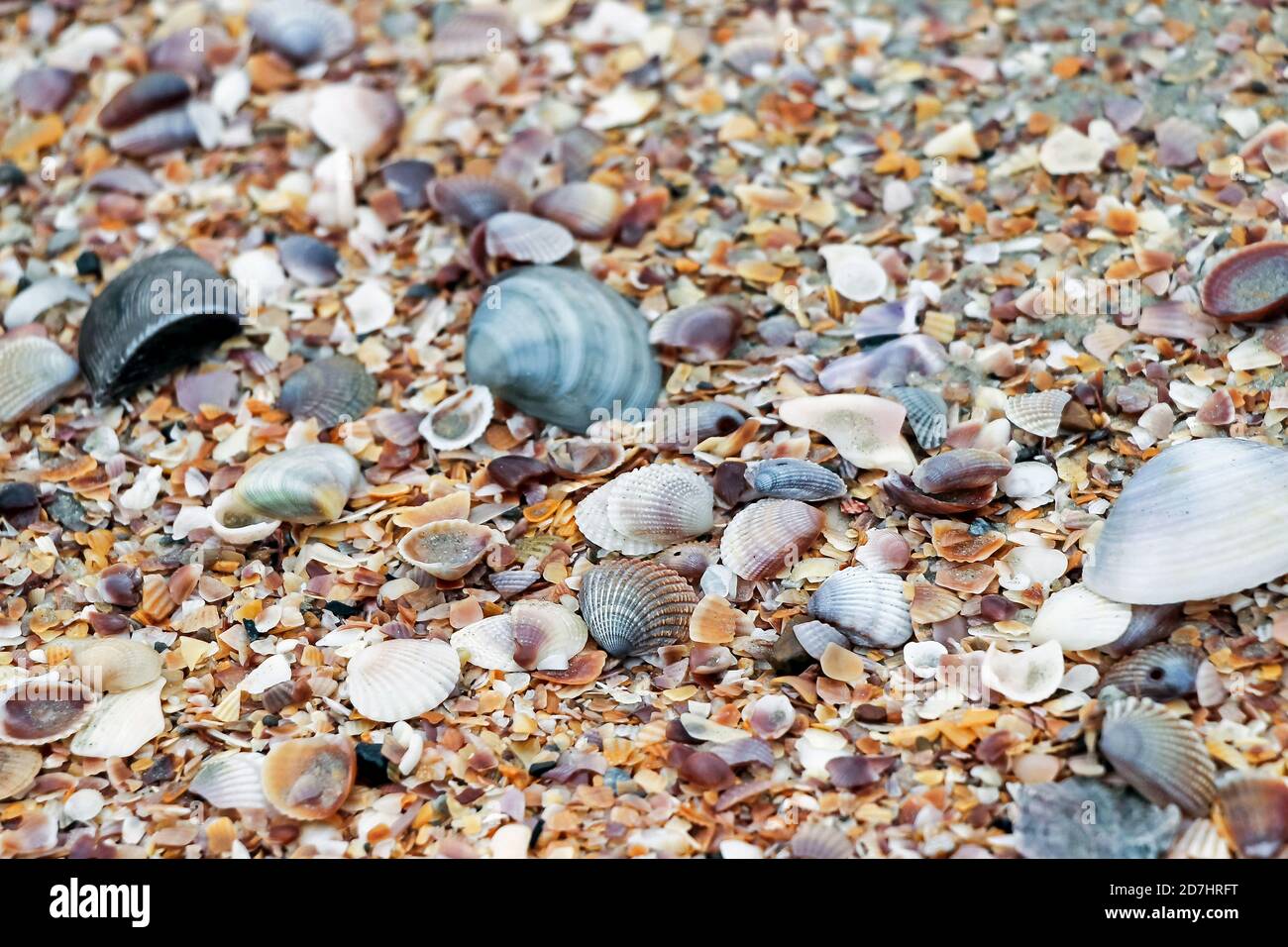 colorful small sea shells on beach Stock Photo - Alamy