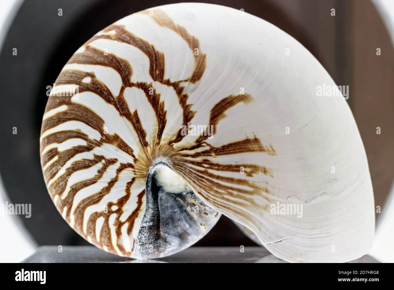 Chambered nautilus shells hi-res stock photography and images - Alamy