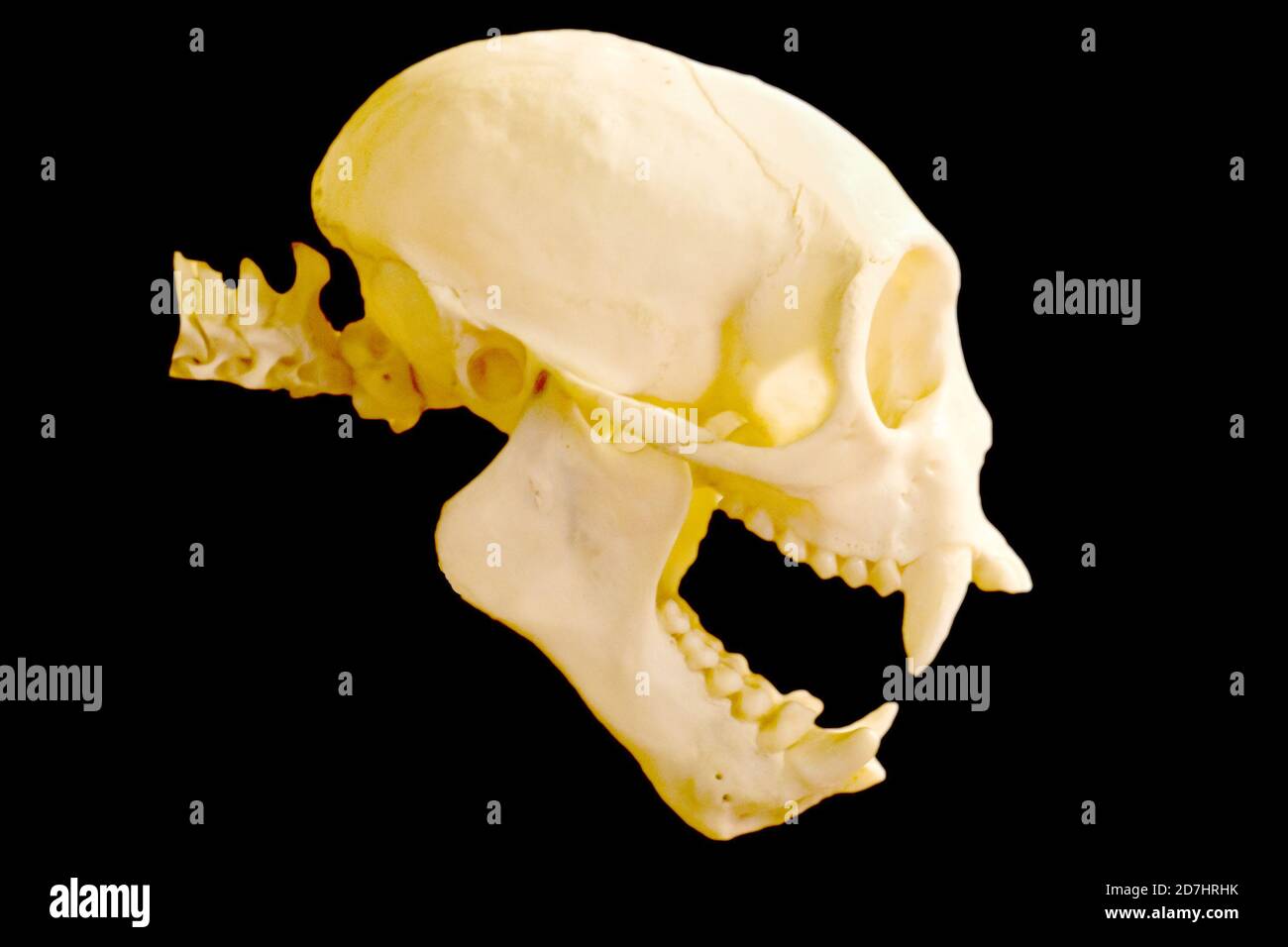 Monkey skull isolated on a black background Stock Photo - Alamy