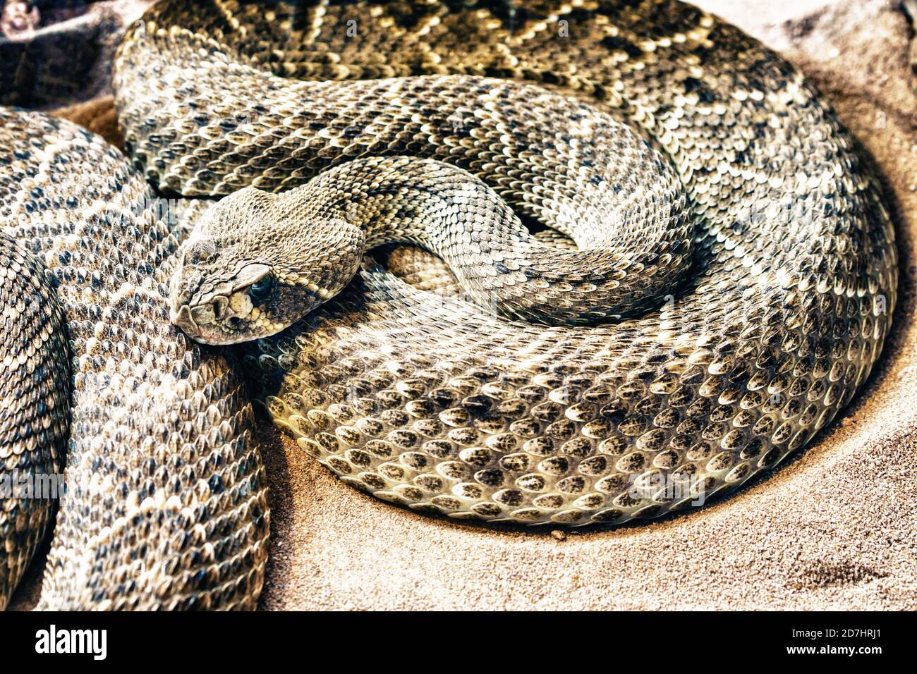 Closeup shot of a dangerous pattered snake Stock Photo - Alamy
