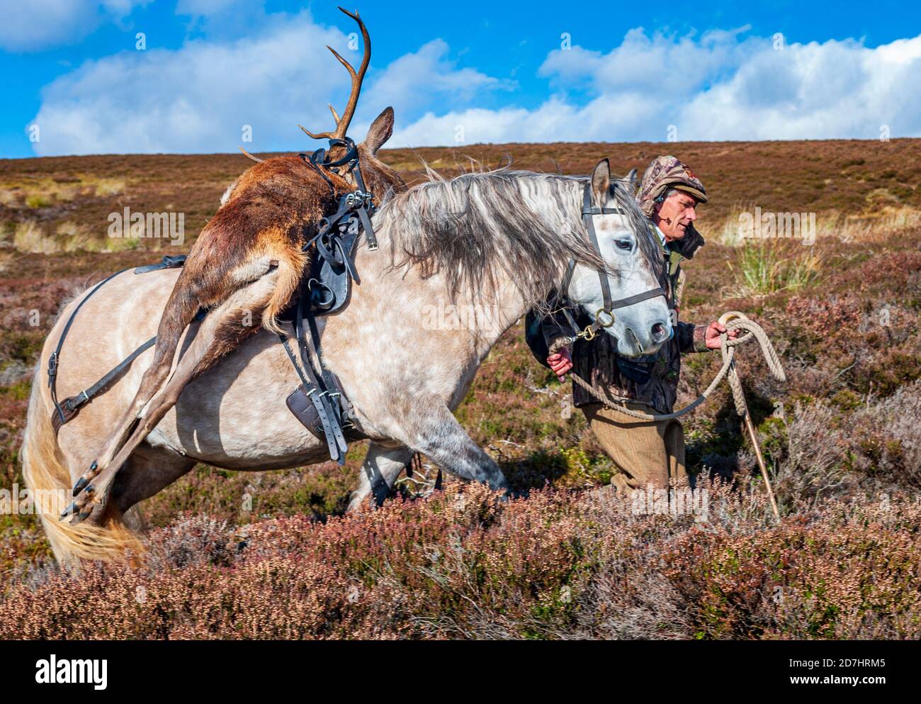 Scotland, UK – A ghillie’s leading his working highland pony off the ...